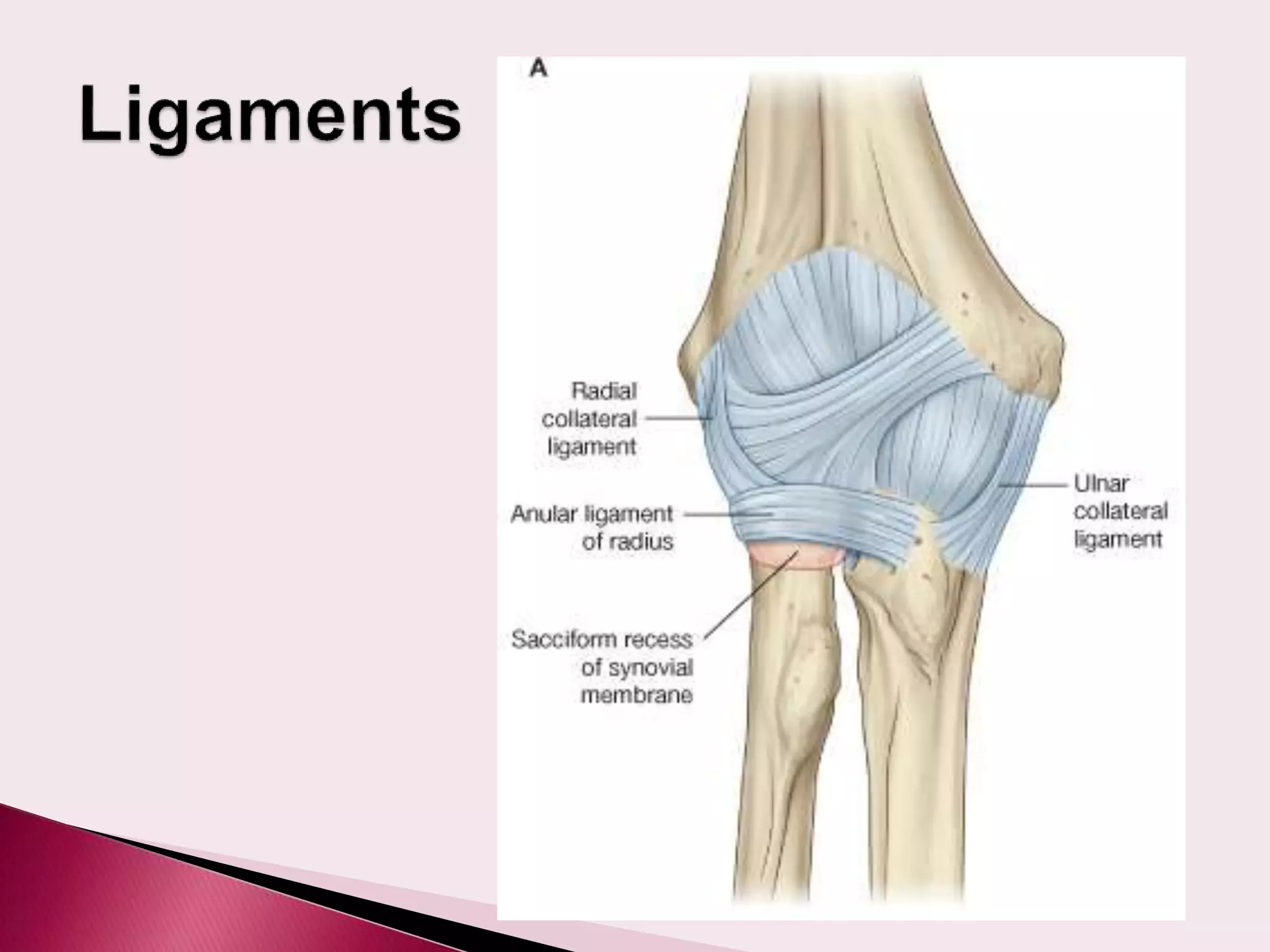 elbow joint .ppt