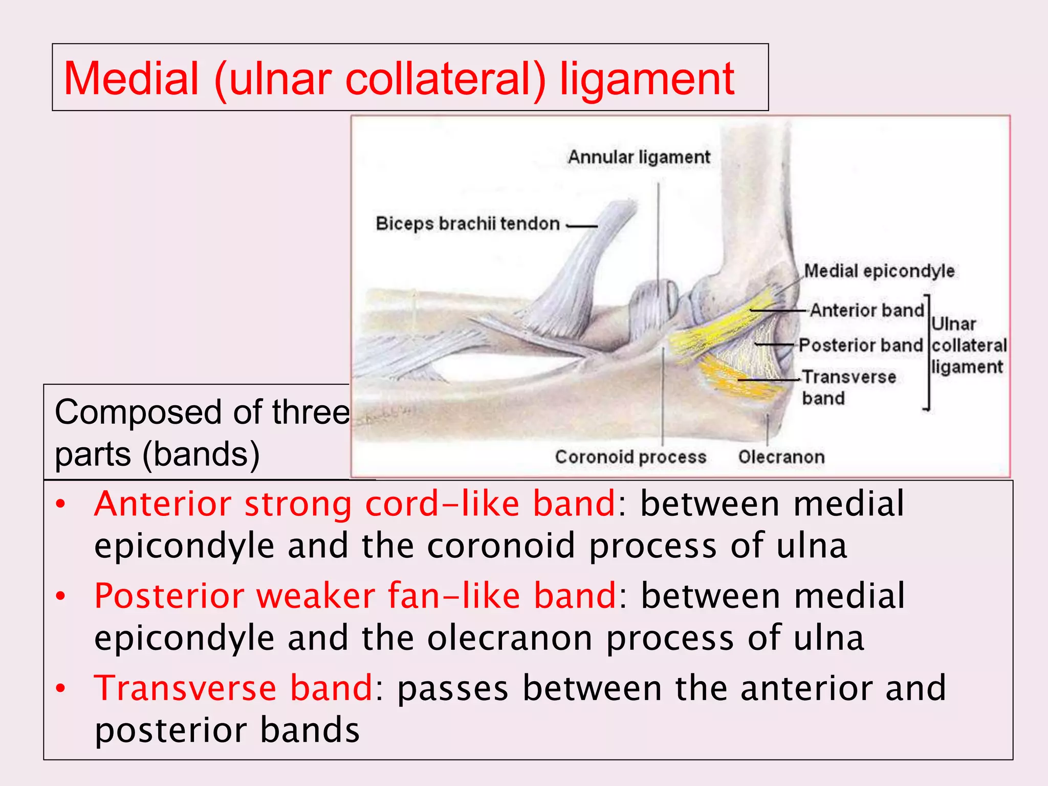 elbow joint .ppt
