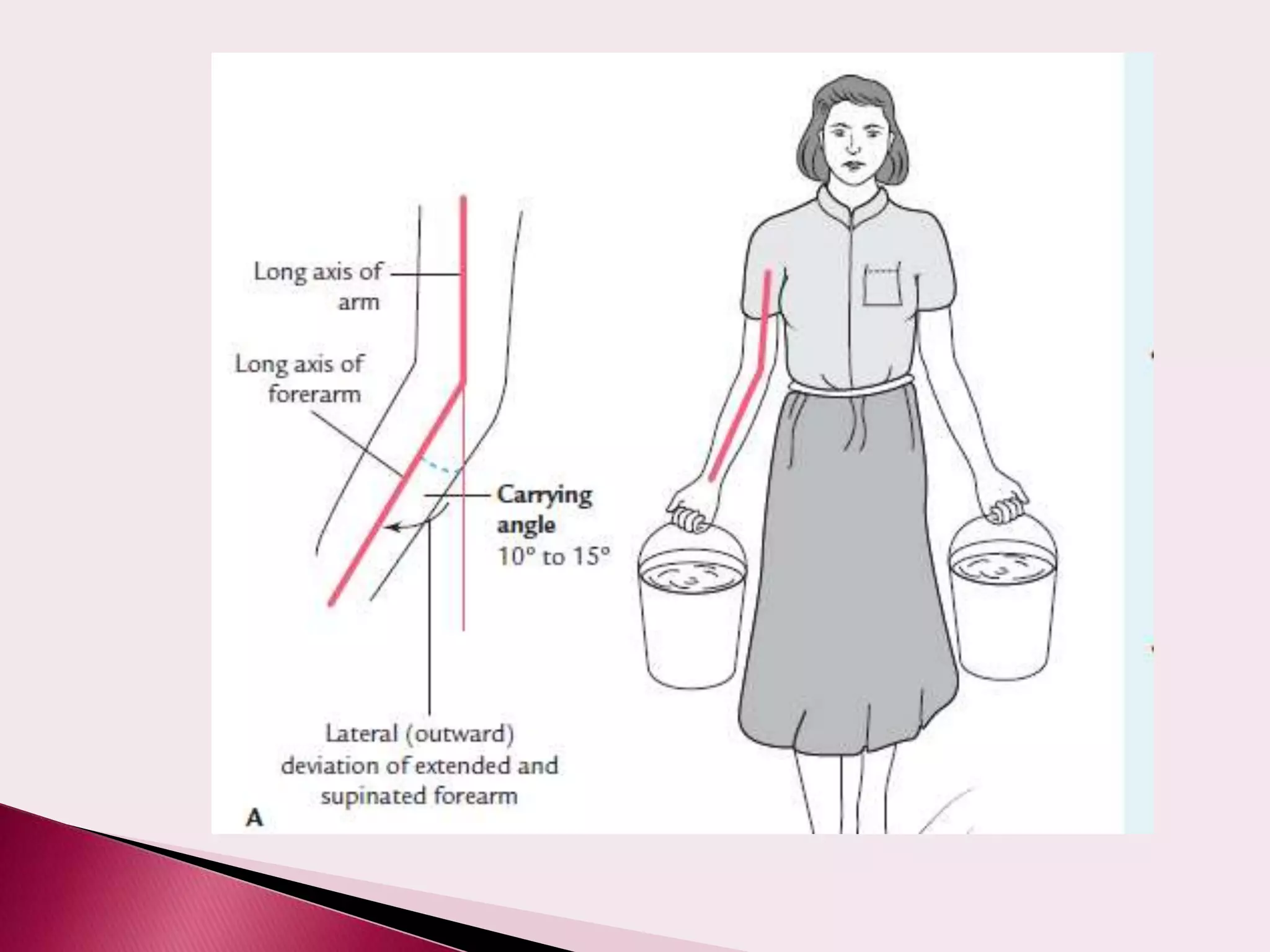 elbow joint .ppt