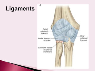 elbow joint .ppt