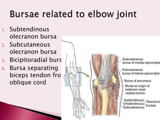 elbow joint .ppt