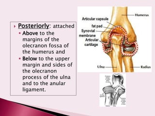 elbow joint .ppt