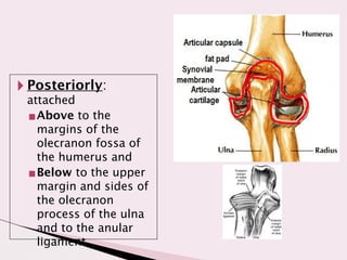 elbow joint. anatomy - detailed explanation | PPTX