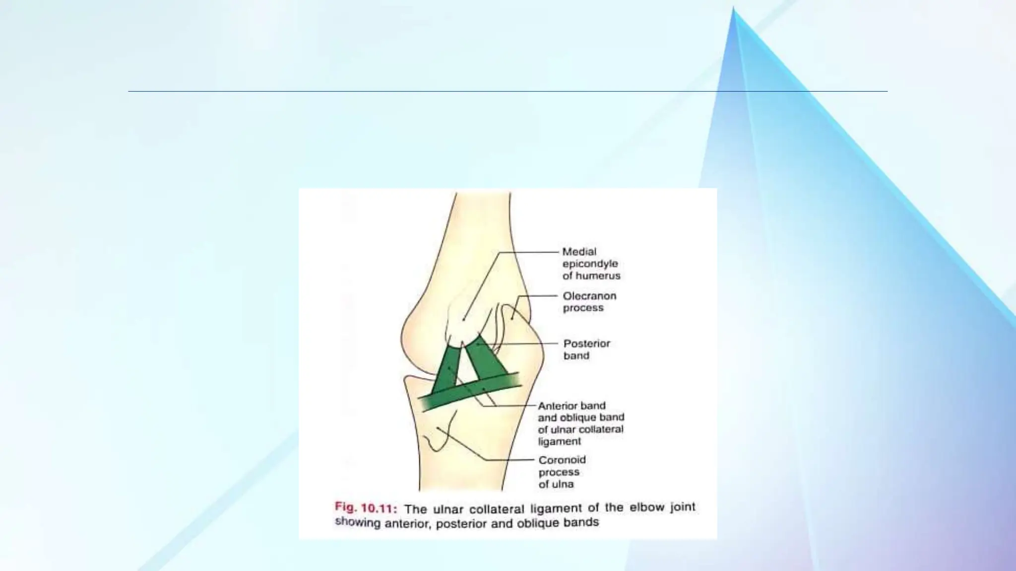 Elbow joint - Anatomy of the Elbow joint | PPTX