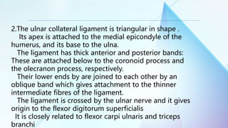 Elbow joint - Anatomy of the Elbow joint | PPTX