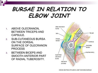 ELBOW JOINT and SUPERIOR AND INFERIOR RADIO ULNAR JOINT | PPT