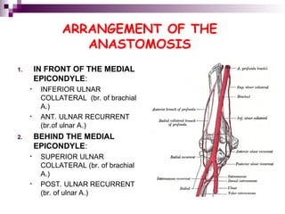 ELBOW JOINT and SUPERIOR AND INFERIOR RADIO ULNAR JOINT | PPT