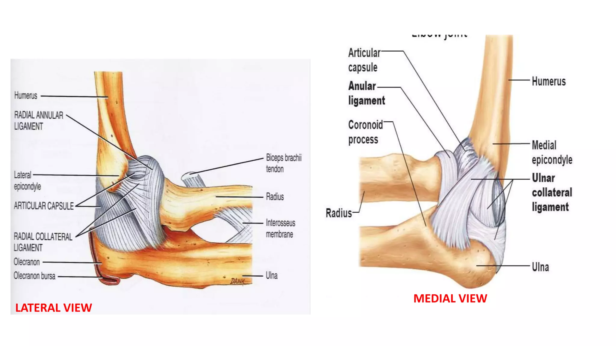 Elbow joint anatomy and examination | PPTX