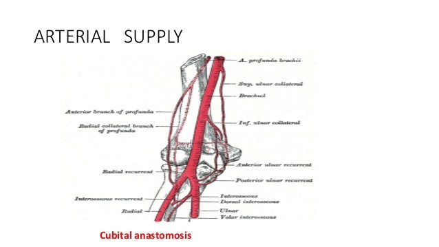 Elbow joint anatomy and examination