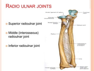 Superior And Inferior Radioulnar Joint