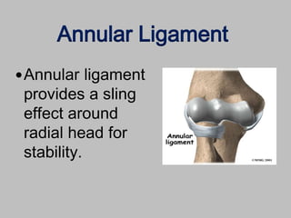 Annular Ligament Spine