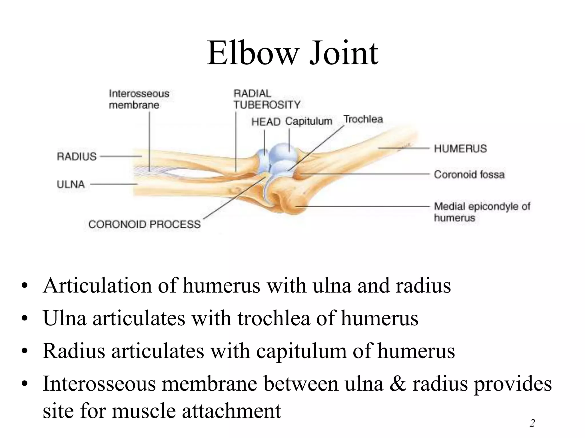Elbow_Lecture 4.ppt