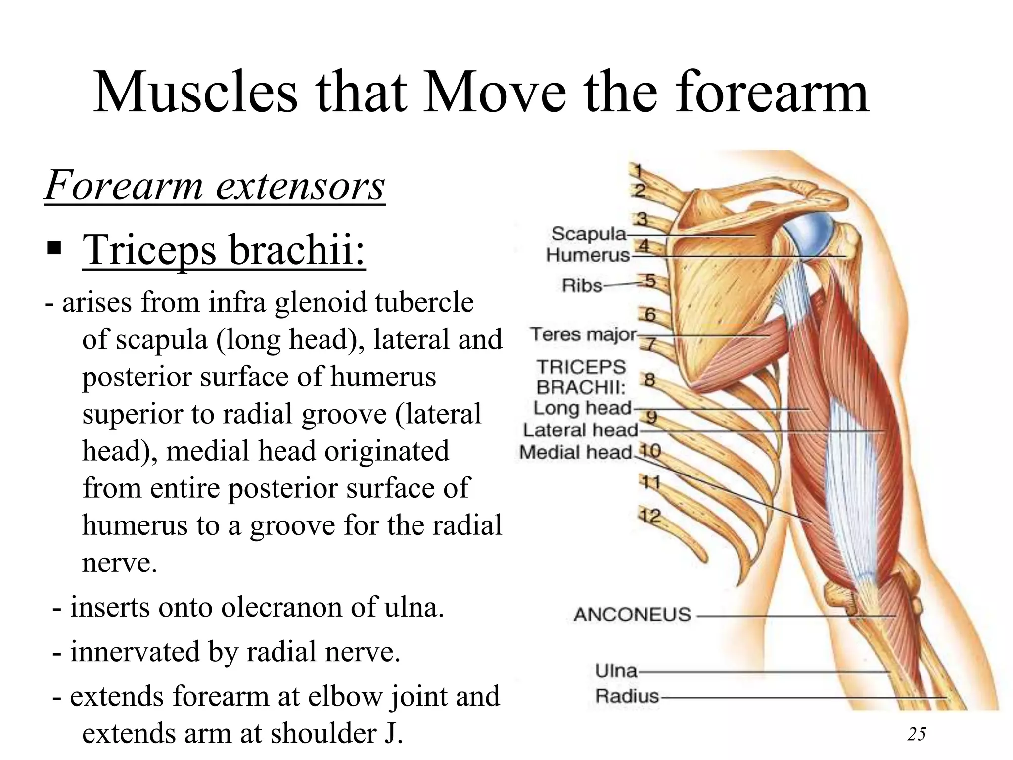 Elbow_Lecture 4.ppt