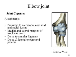 Elbow_Lecture 4.ppt