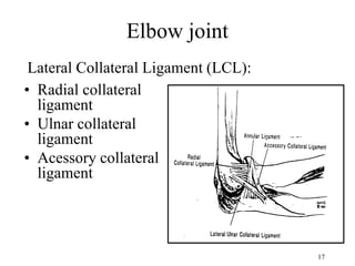 Elbow_Lecture 4.ppt