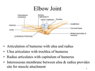 Elbow_Lecture 4.ppt
