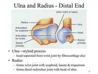 Elbow_Lecture 4.ppt
