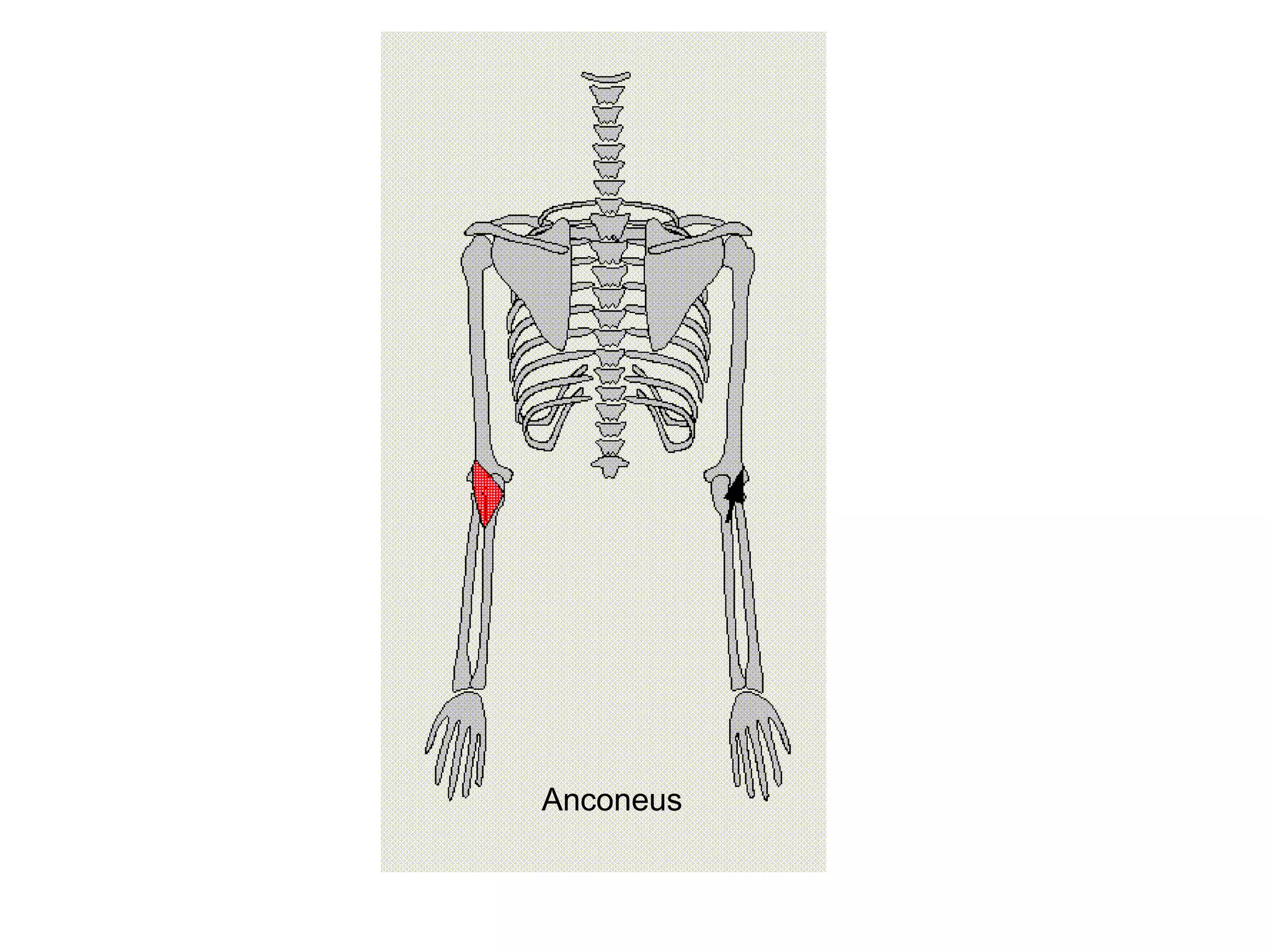 Elbow muscle | PPT