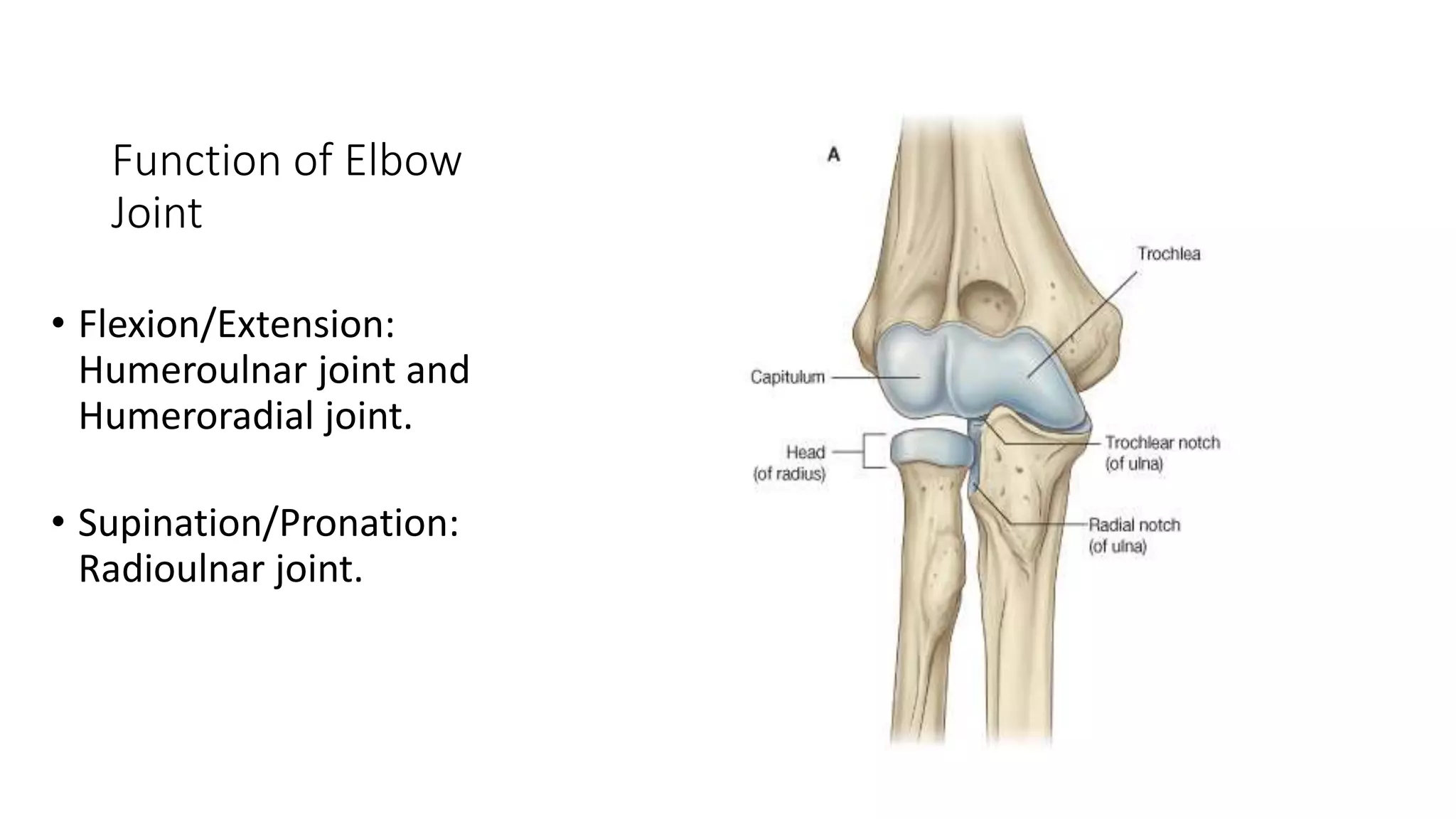 Elbow Pain | PPTX