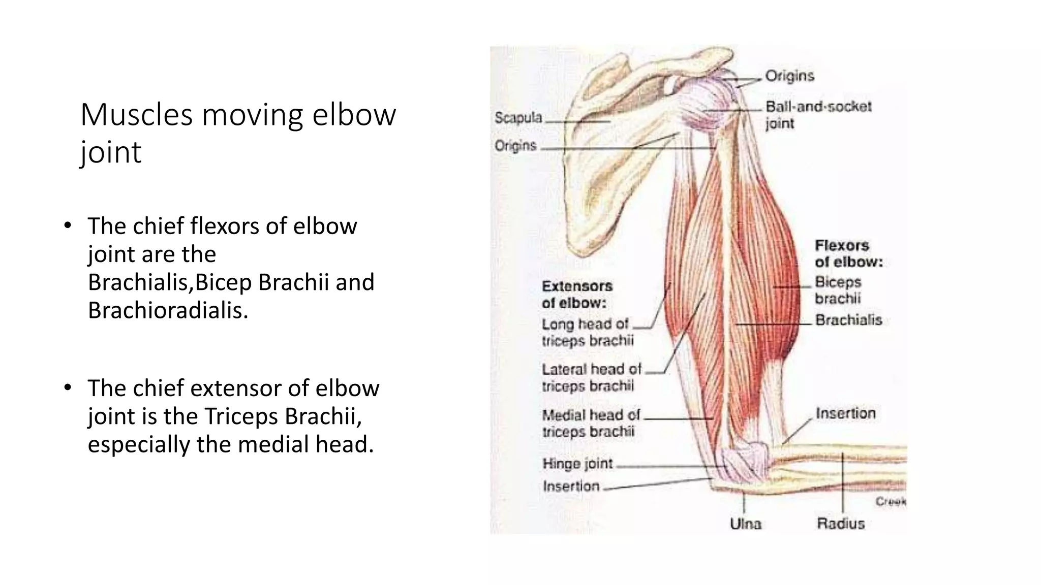 Elbow Pain | PPTX