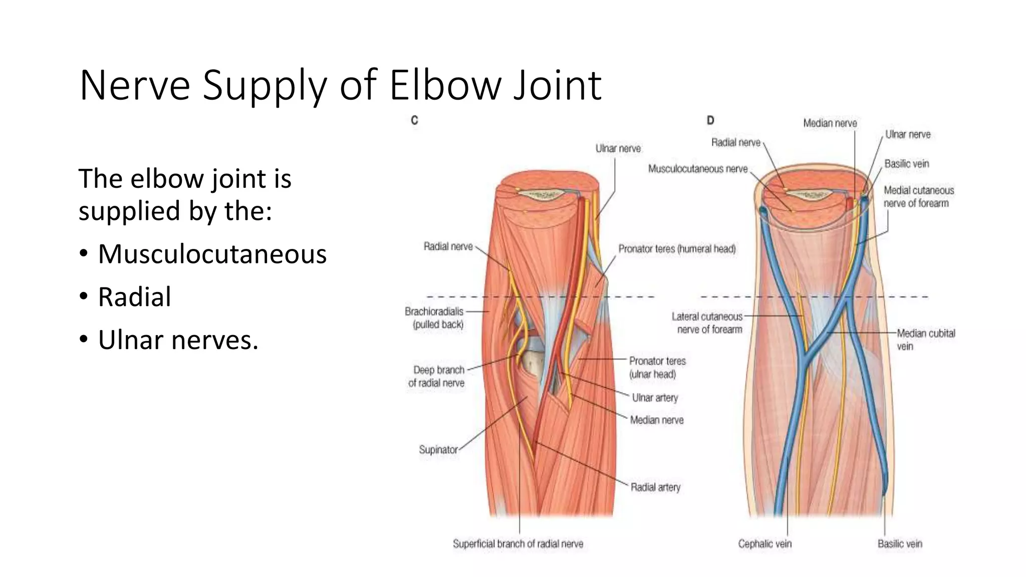 Elbow Pain | PPTX