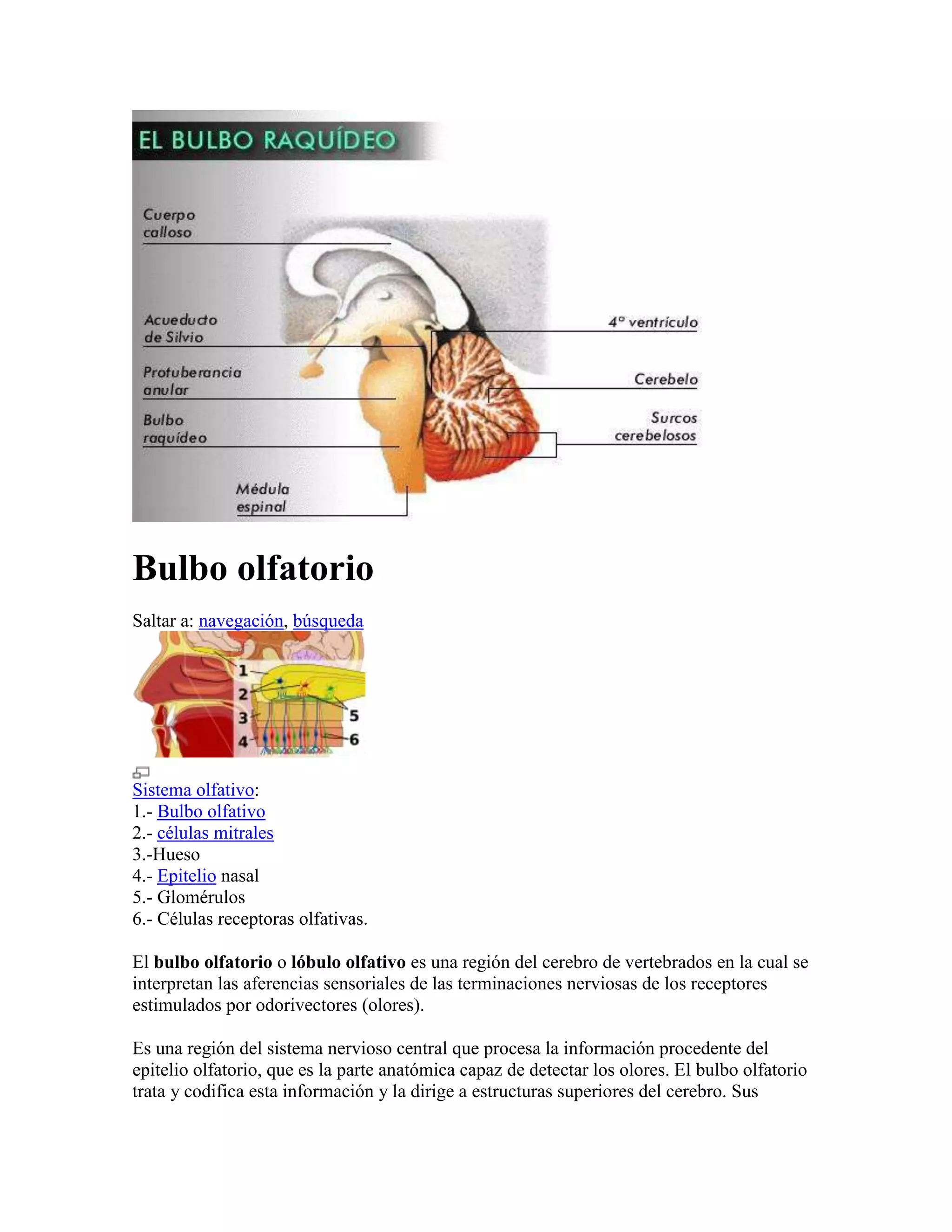 El bulbo raquídeo | PDF