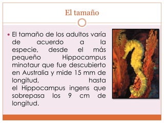 El caballito de mar | PPTX