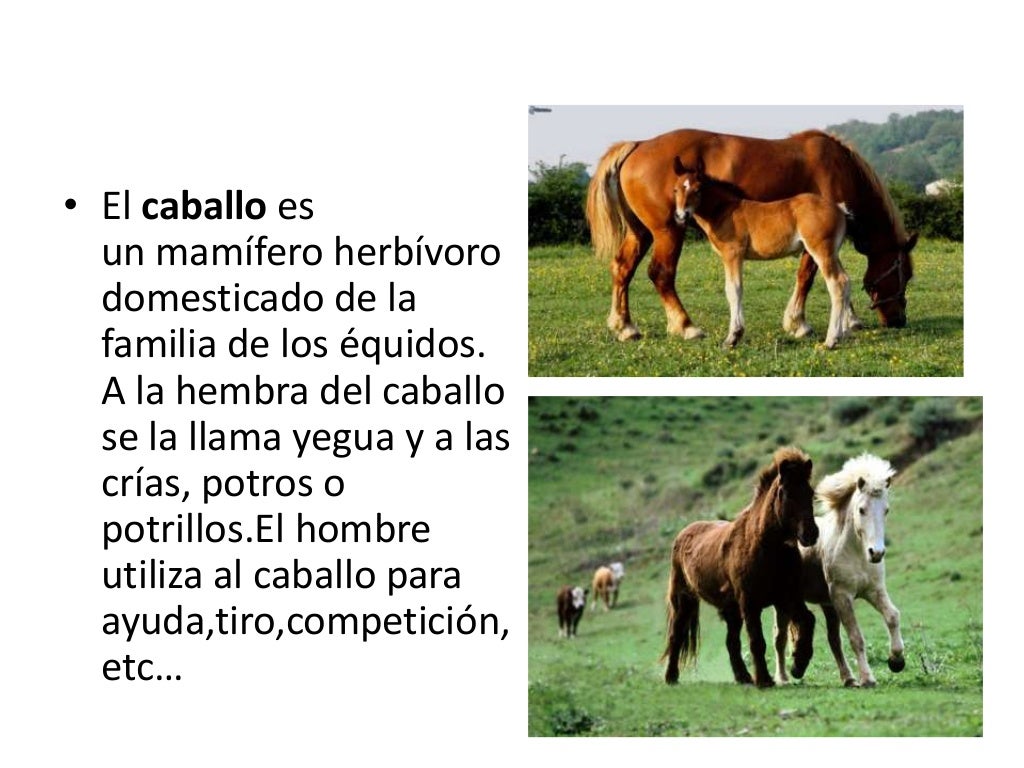 EL CABALLO