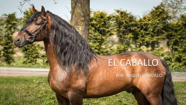 El caballo