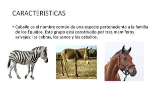 El caballo y su cuidado | PPTX