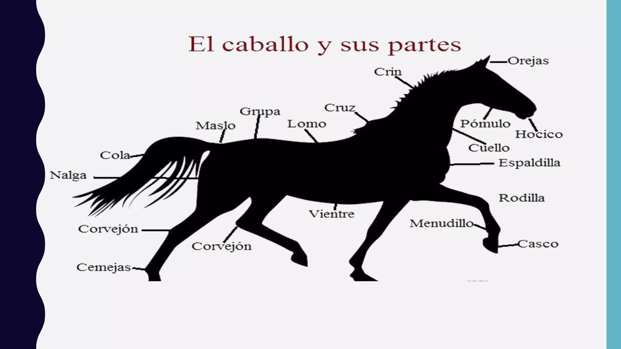 El caballo y sus partes | PPT