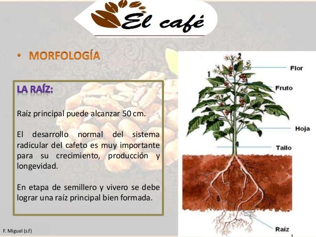 El café