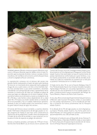 Caimán del Orinoco. ¿Un éxito en conservación?. Álvaro Velasco | PDF
