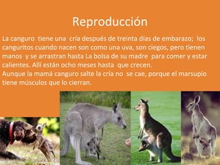 El canguro | PPT