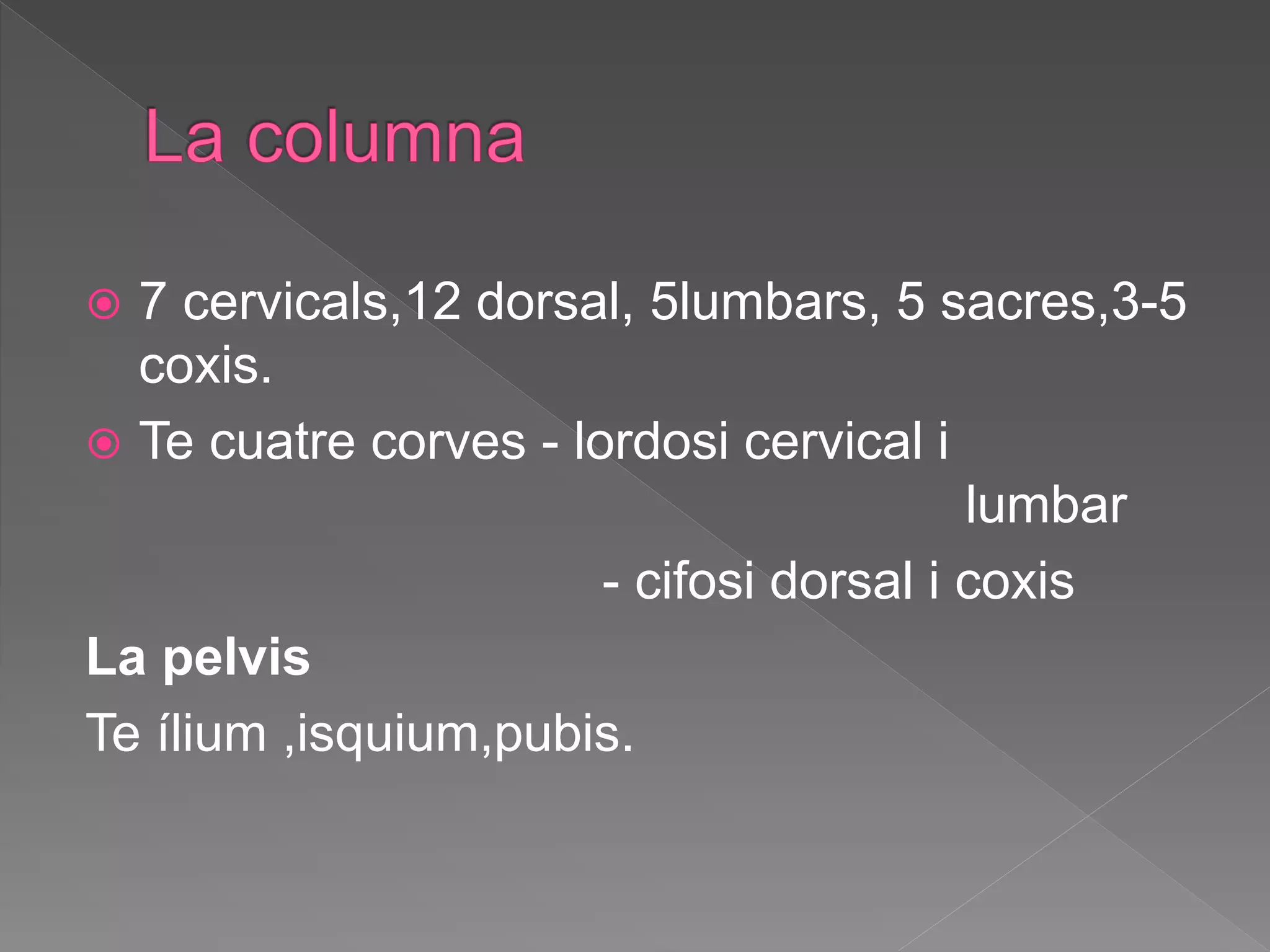 El cap el tronc i les extremitats | PPTX