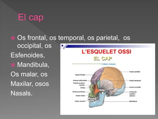 El cap el tronc i les extremitats | PPTX