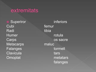 El cap el tronc i les extremitats | PPT