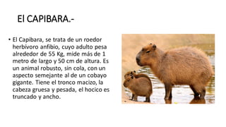 el capibara | PDF