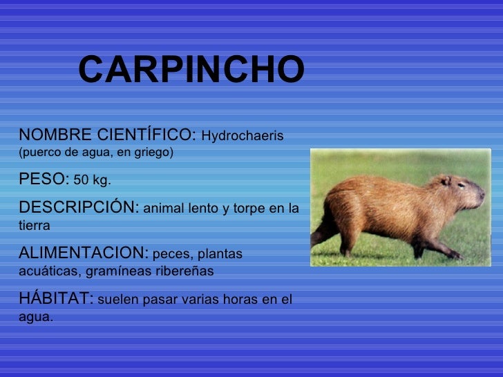 El carpincho.pprooovale