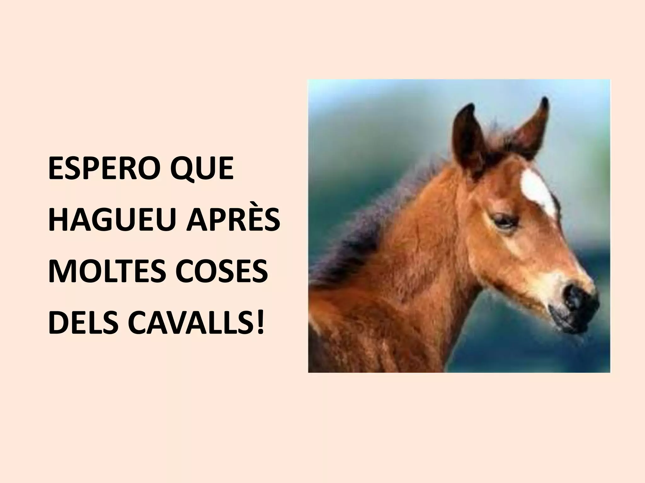 El Cavall | PPT