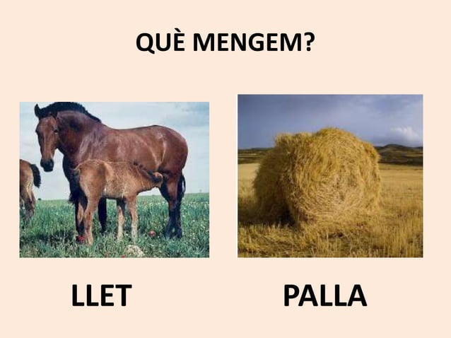 El Cavall | PPT