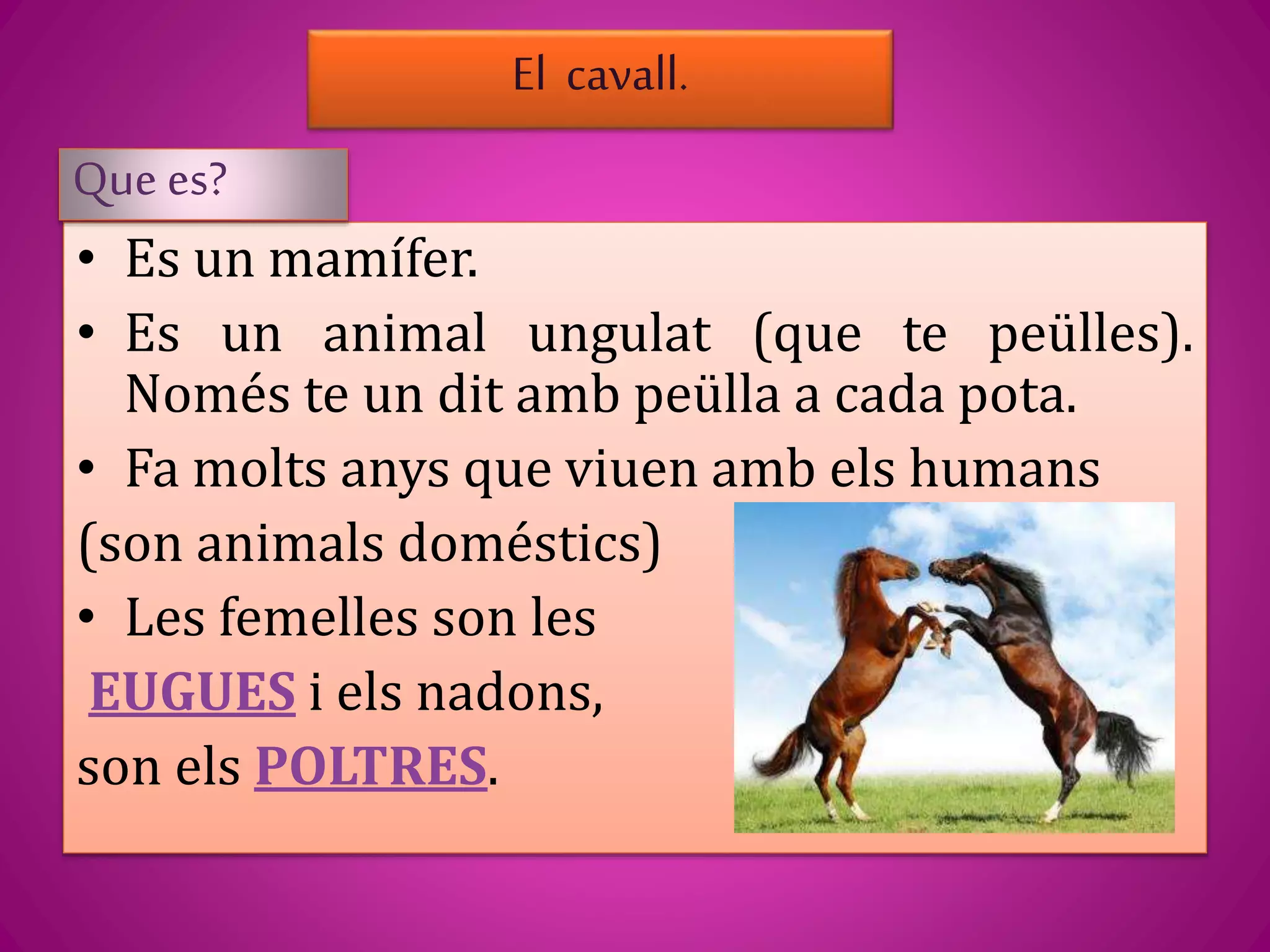 El cavall ONA BAÑOS | PPTX