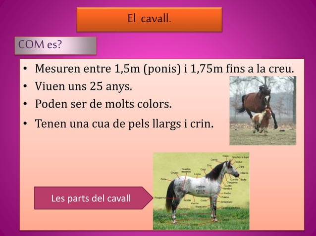 El cavall ONA BAÑOS | PPTX