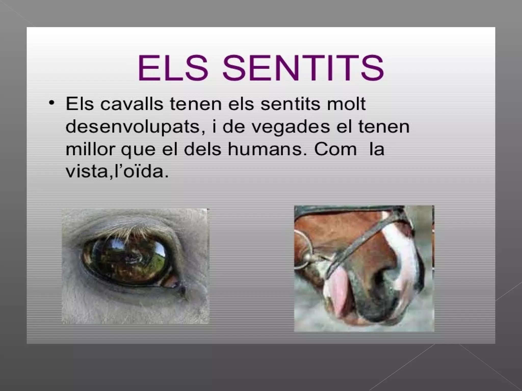 El cavall | PPT