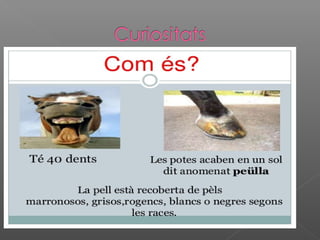 El cavall | PPT