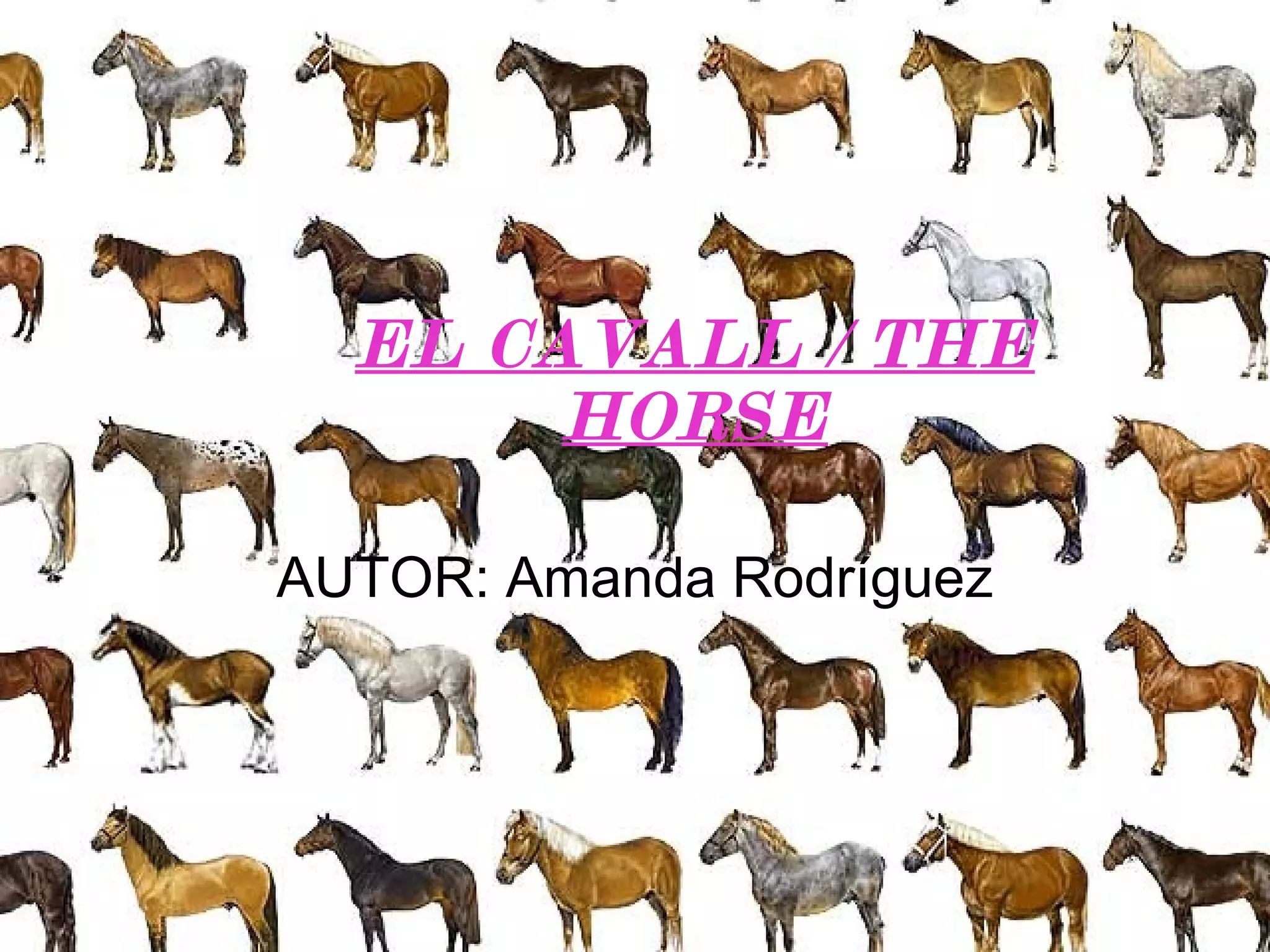 El cavall amanda | PPT