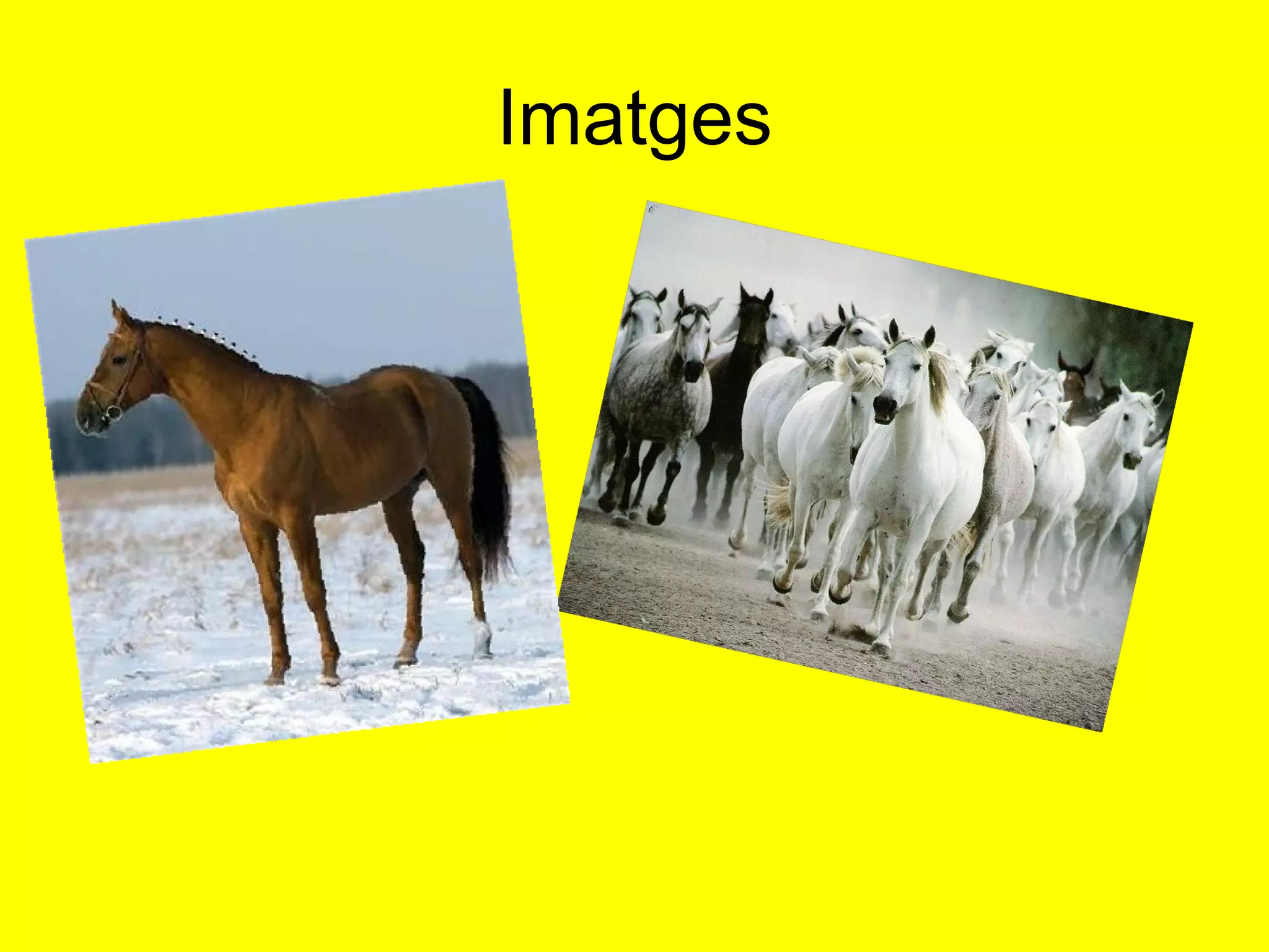 El cavall amanda | PPT