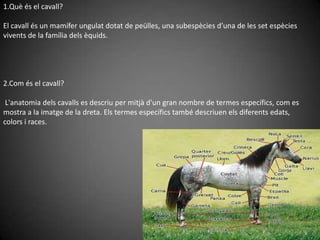 El cavall joaquim cinta. | PPTX