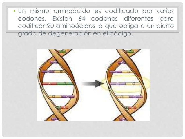 El código genético