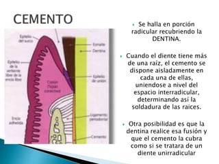 El Cemento.ppt